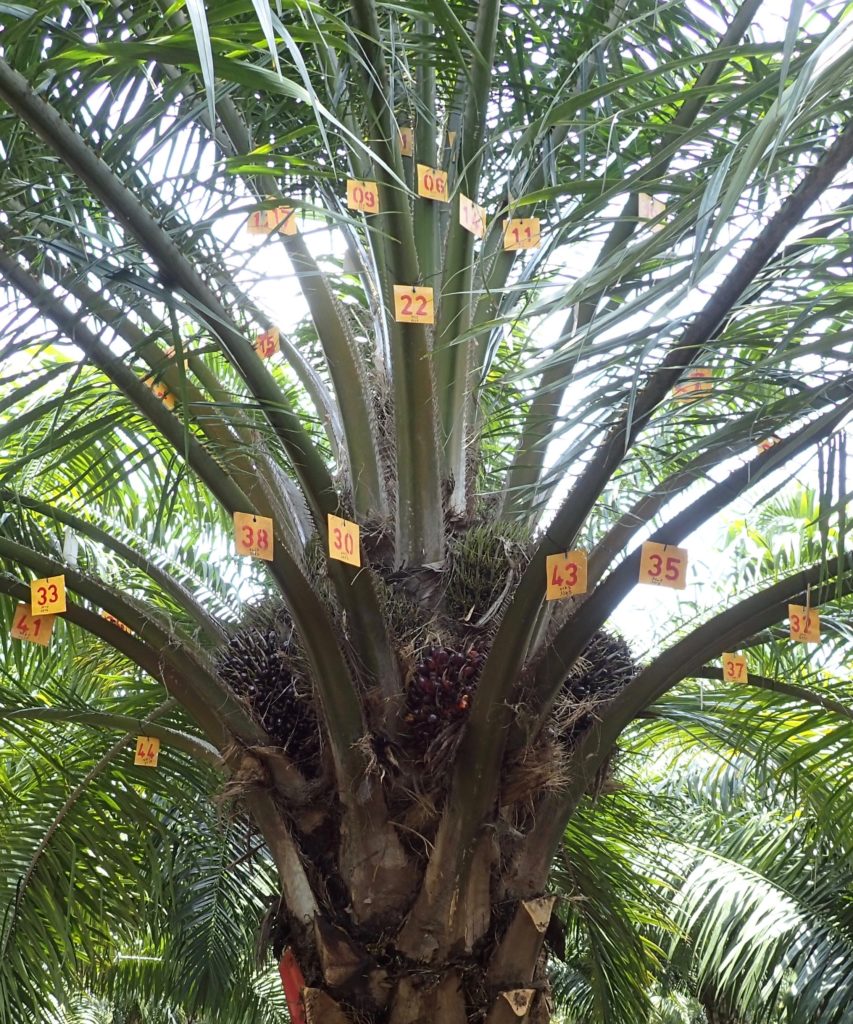 Interpretation of leaf and rachis analysis results - Tropical Crop ...