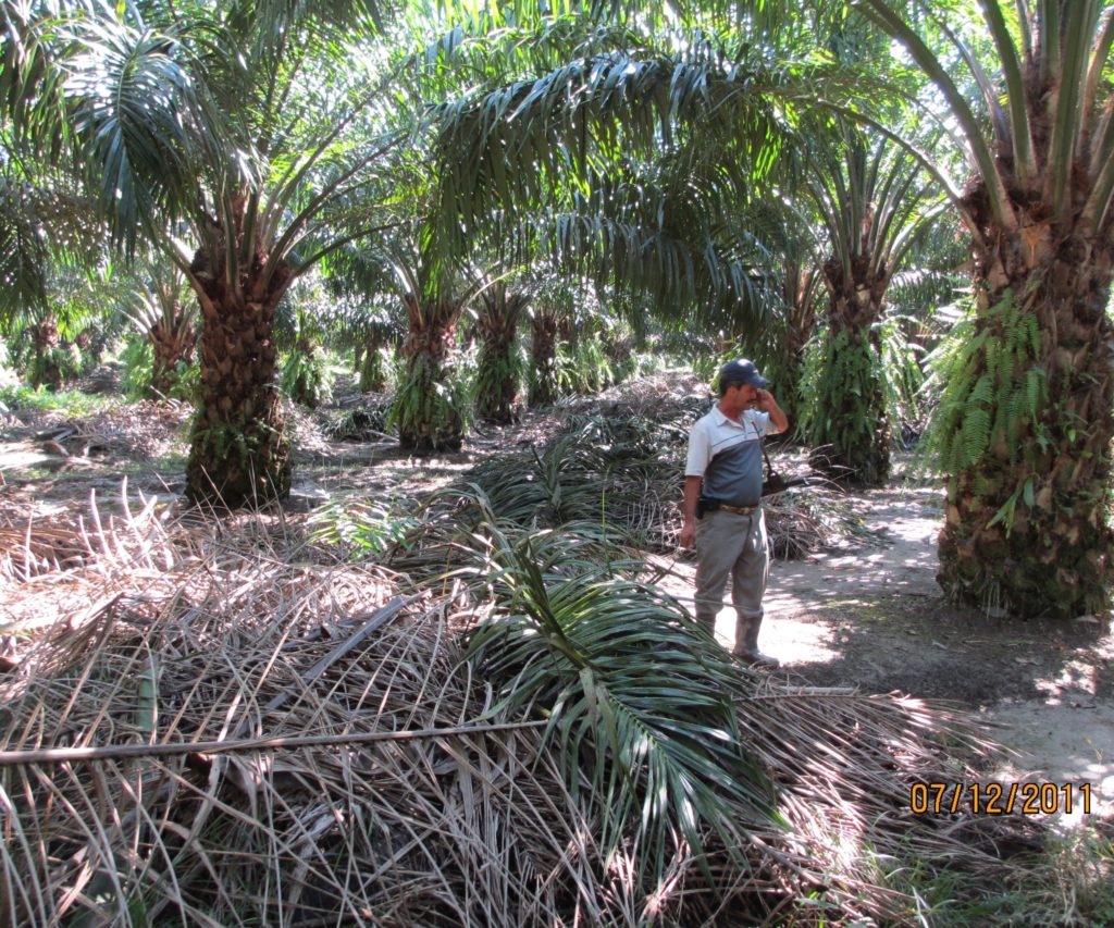 New app for field data collection integrated with OMP - Tropical Crop ...