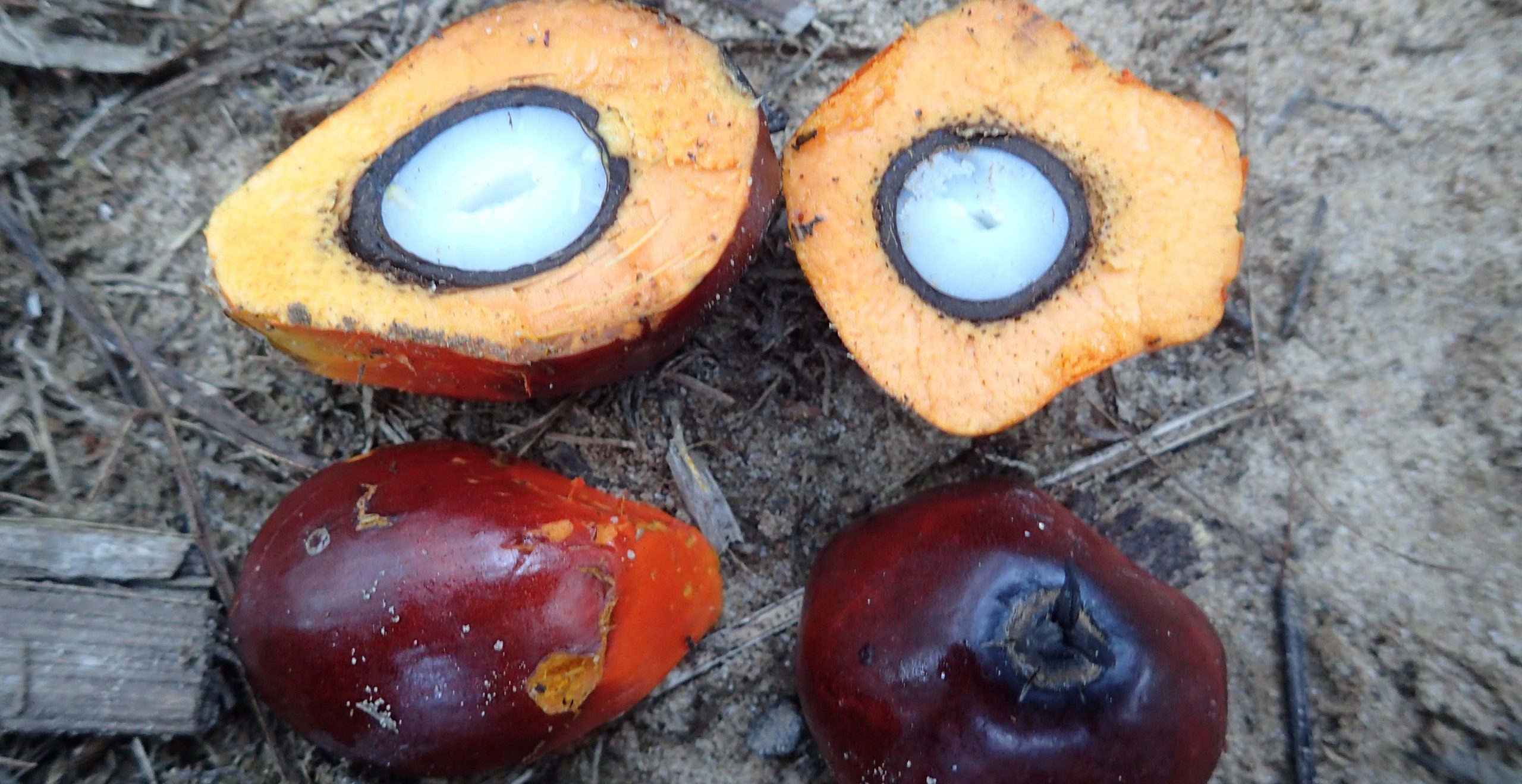 Maximizing oil yield - Tropical Crop Consultants Limited